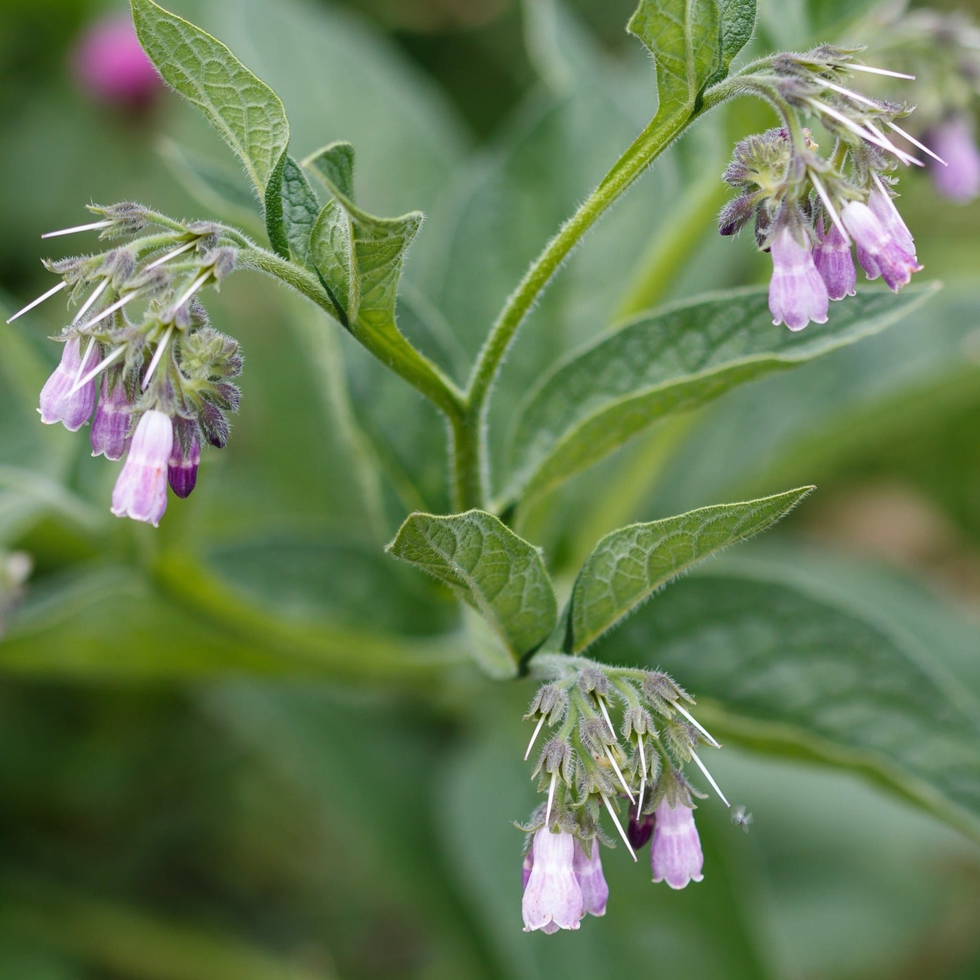 Comfrey - sterile, bocking 14 – Sima's Roots and Fruits