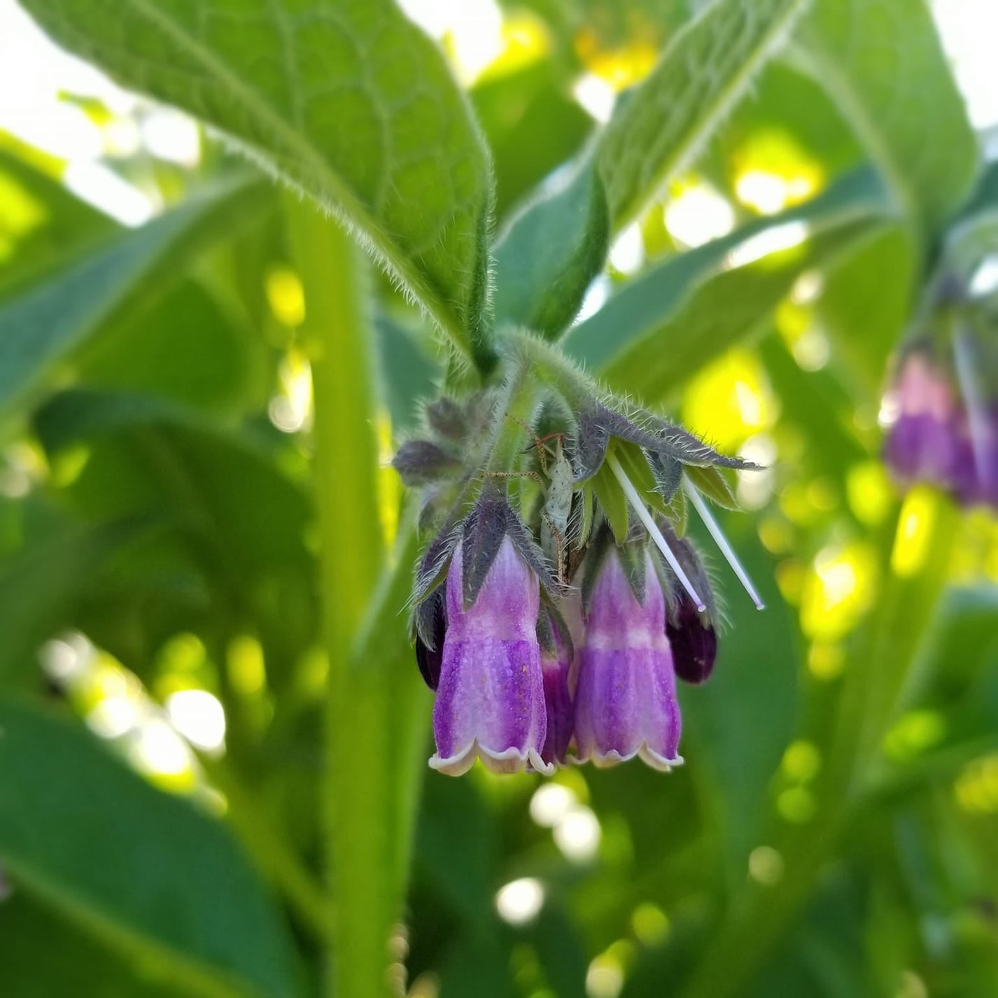 Comfrey - sterile, bocking 14 – Sima's Roots and Fruits