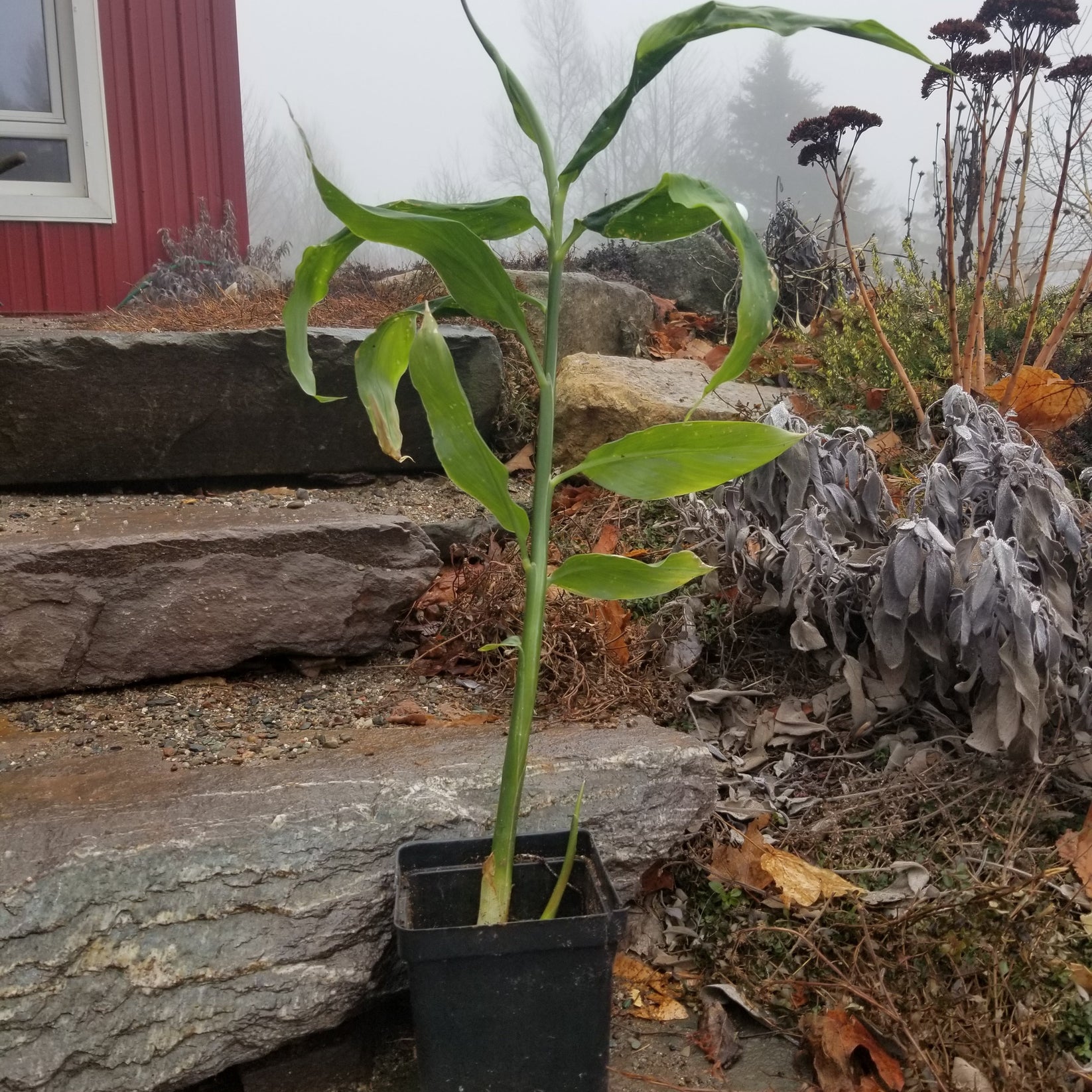 Myoga (Japanese ginger) – Sima's Roots and Fruits