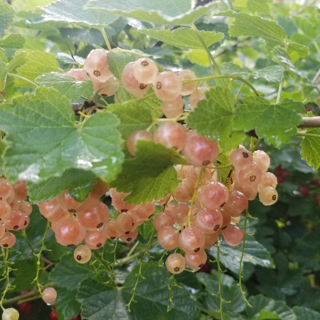 Pink currant – Sima's Roots and Fruits