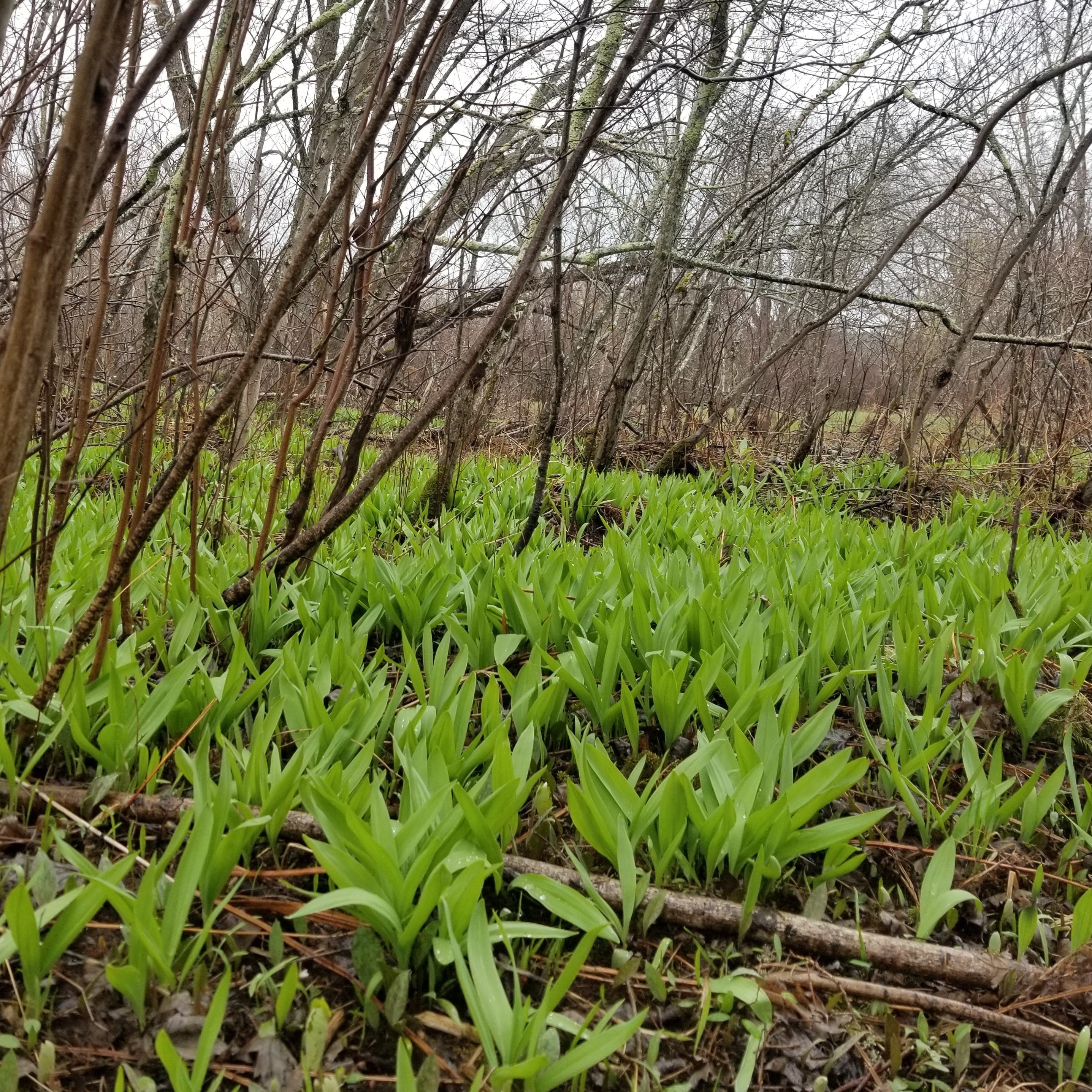 Wild ramps – Sima's Roots and Fruits